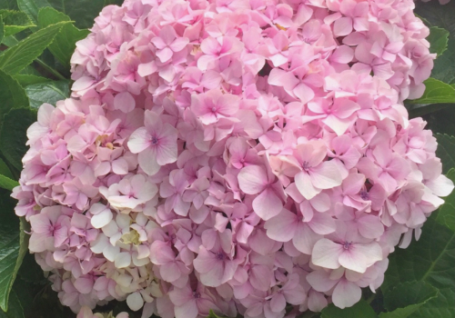 Beauty Boutique - Frilly Lilly